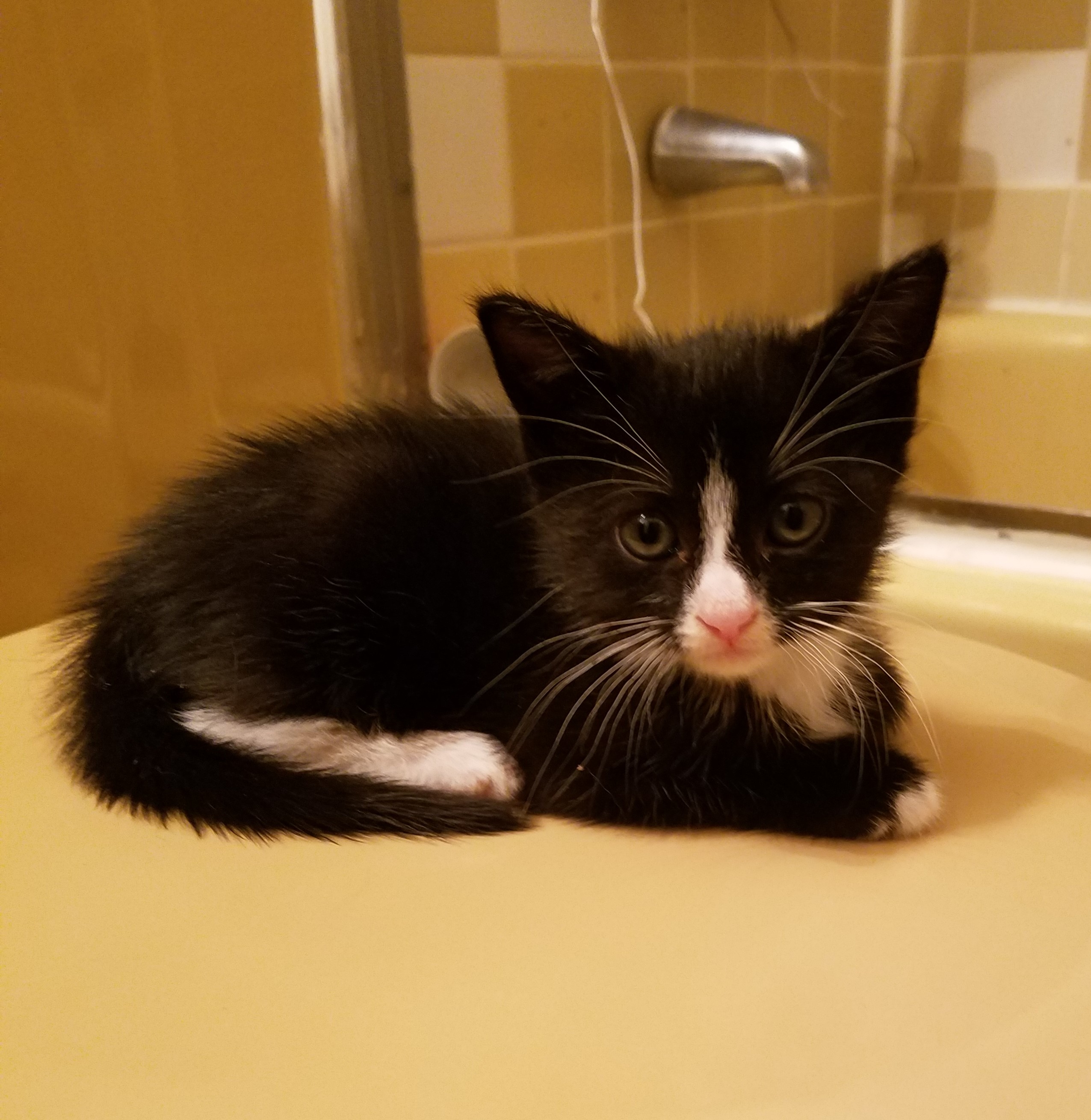 Kittens Oreo, Rusty, Penny, Hercules – Bobbi and the Strays Pet Rescue