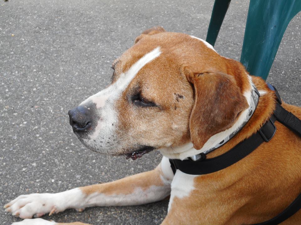 Harry – Bobbi and the Strays Pet Rescue