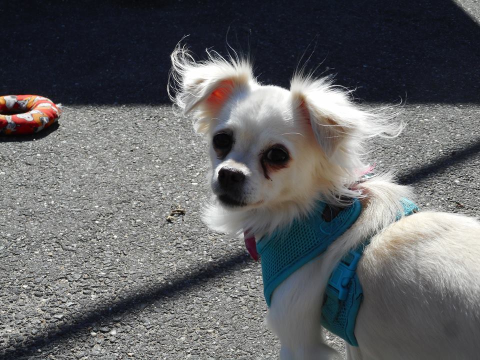 Snow White – Bobbi and the Strays Pet Rescue