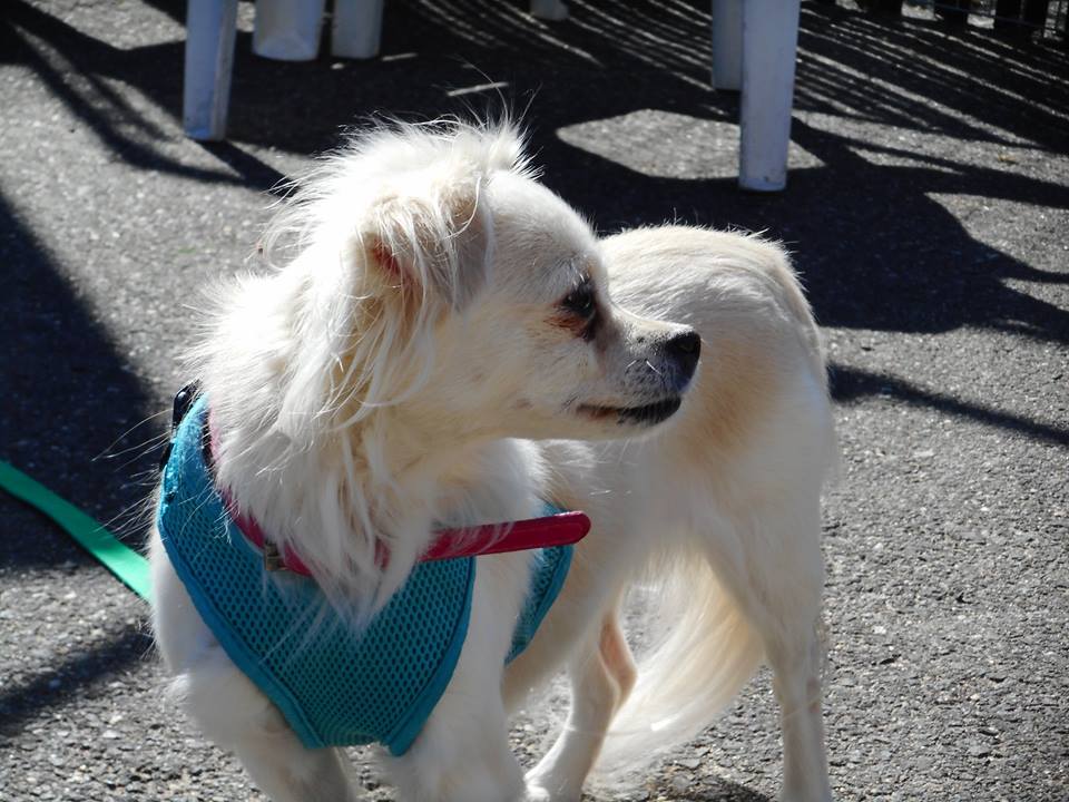 Snow White – Bobbi and the Strays Pet Rescue